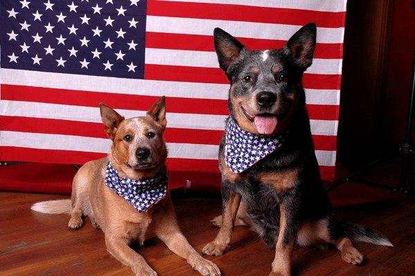 ‘Dogs on Deployment’ provides service to military pets | Navarre Press