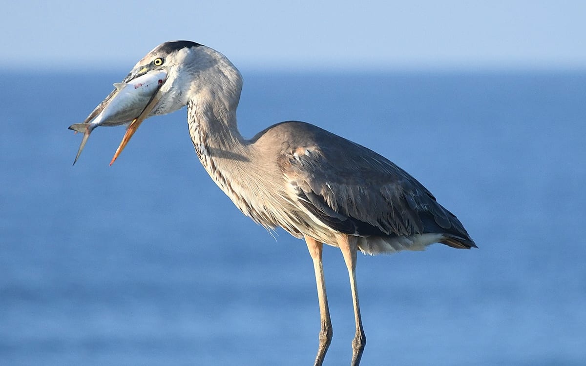Beach Birds Part 2: The Stalker | Navarre Press
