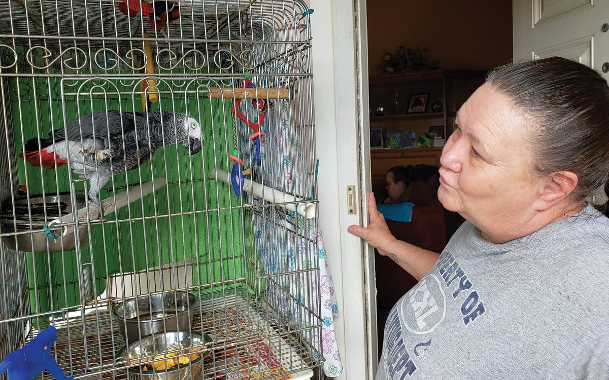 Sassy parrot dials up neighborhood drama | Navarre Press