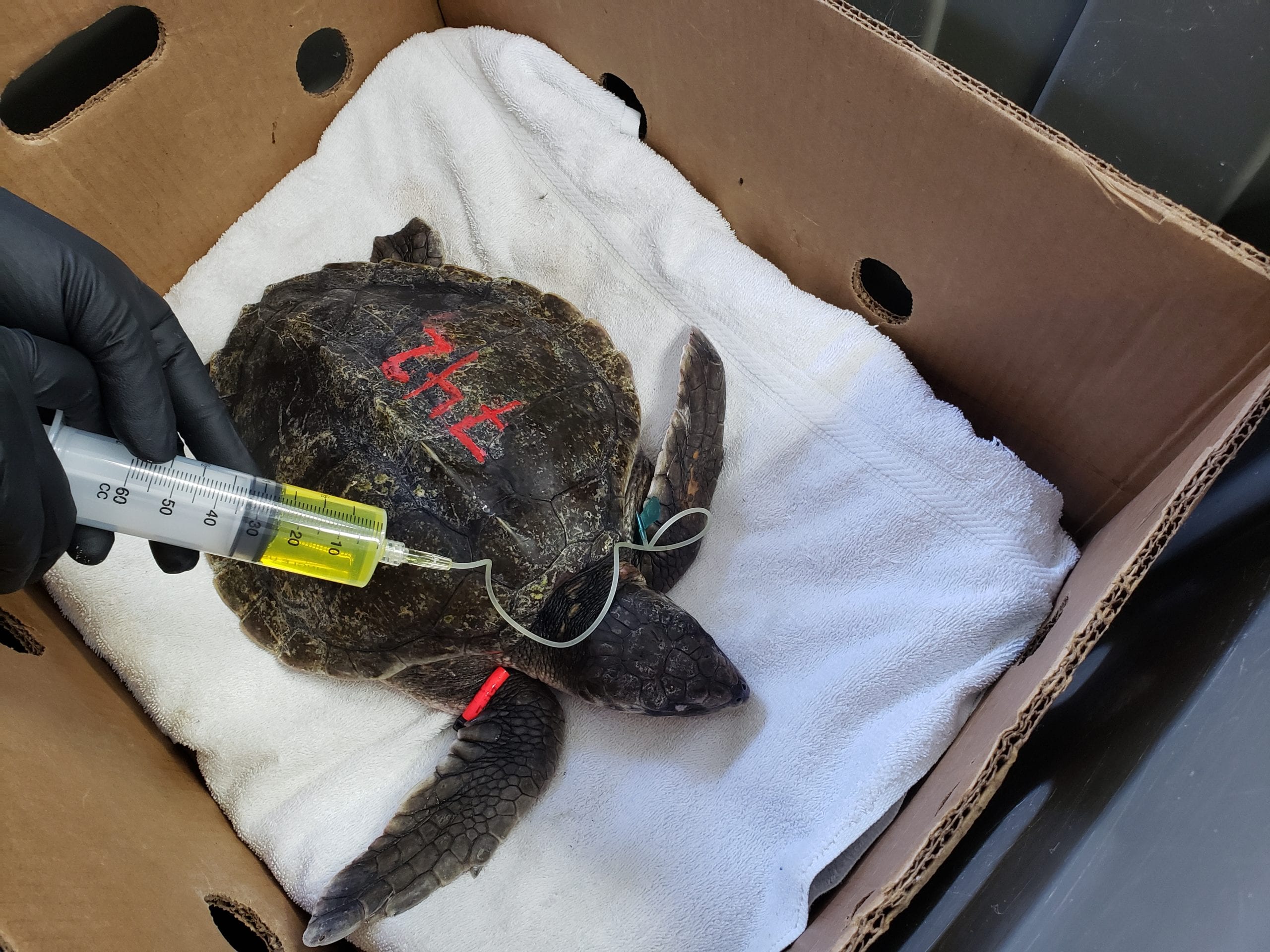 Cold Massachusetts turtles flown south for recovery | Navarre Press