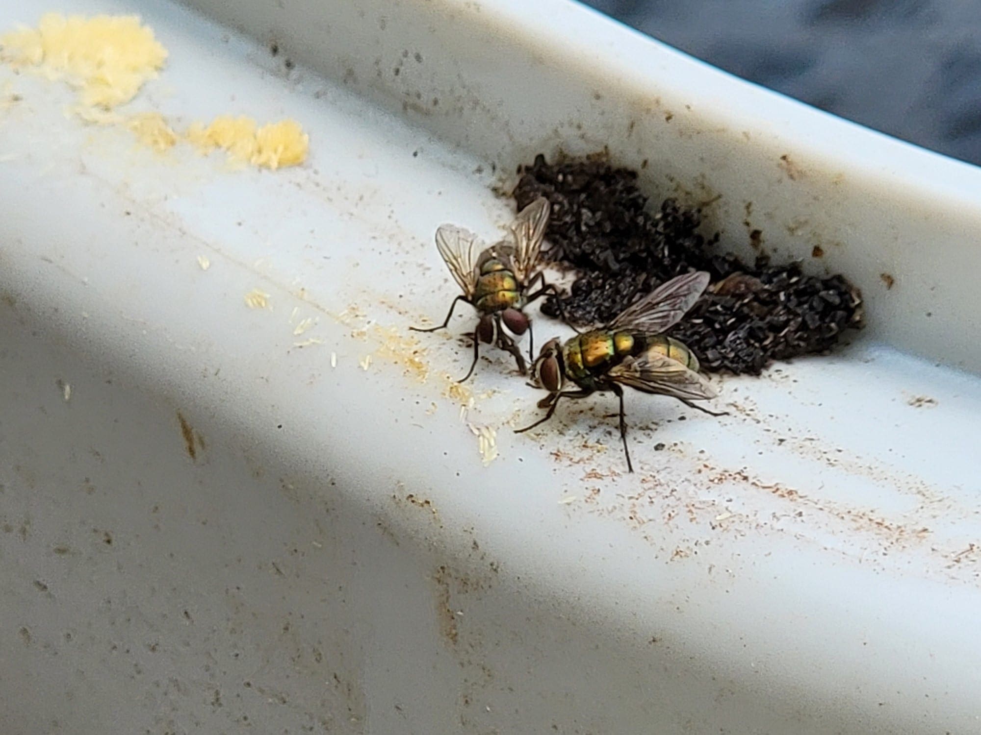 Flies bugging you? You're not alone in Navarre area | Navarre Press