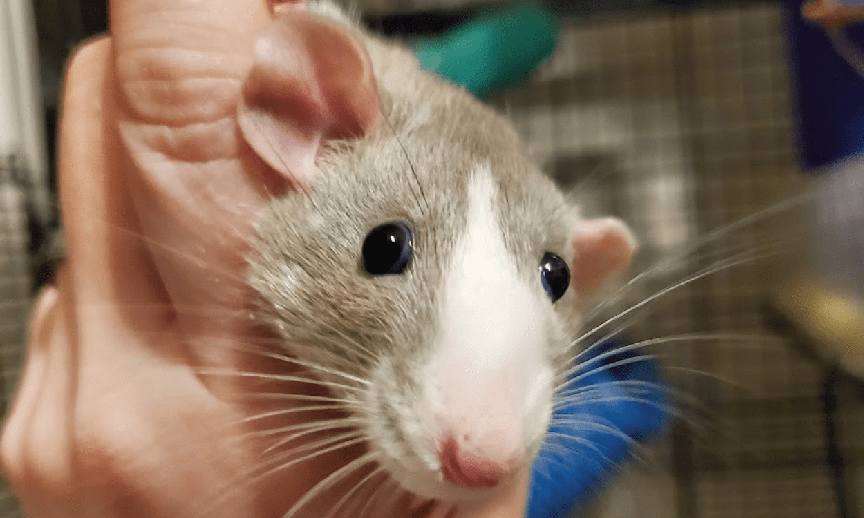 Looking for the right rat? | Navarre Press