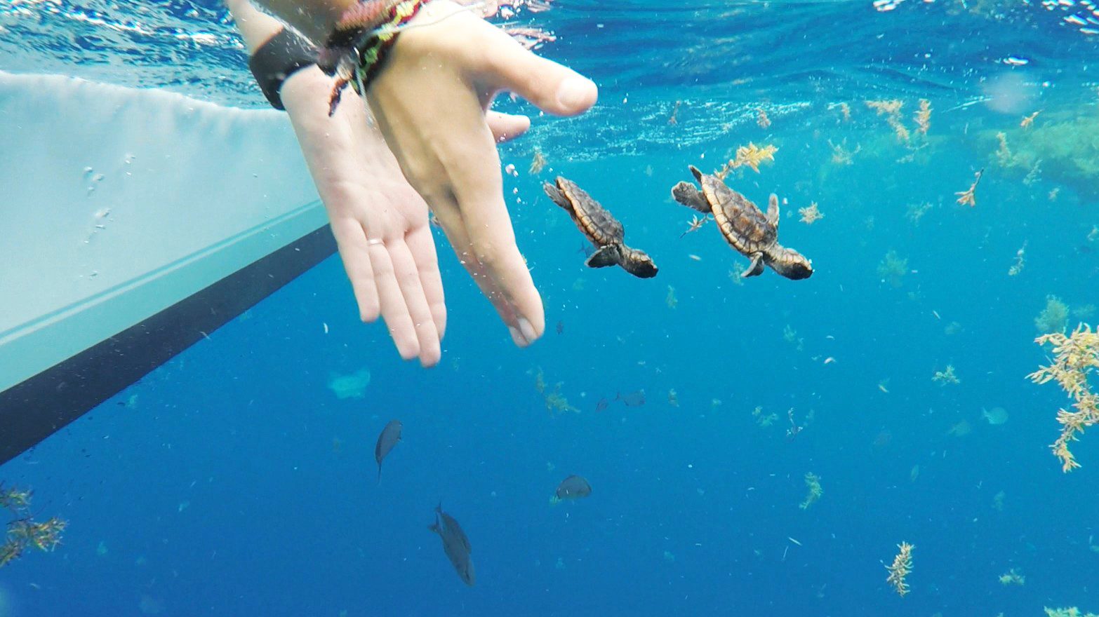 131 tiny turtles get boat ride to new home | Navarre Press