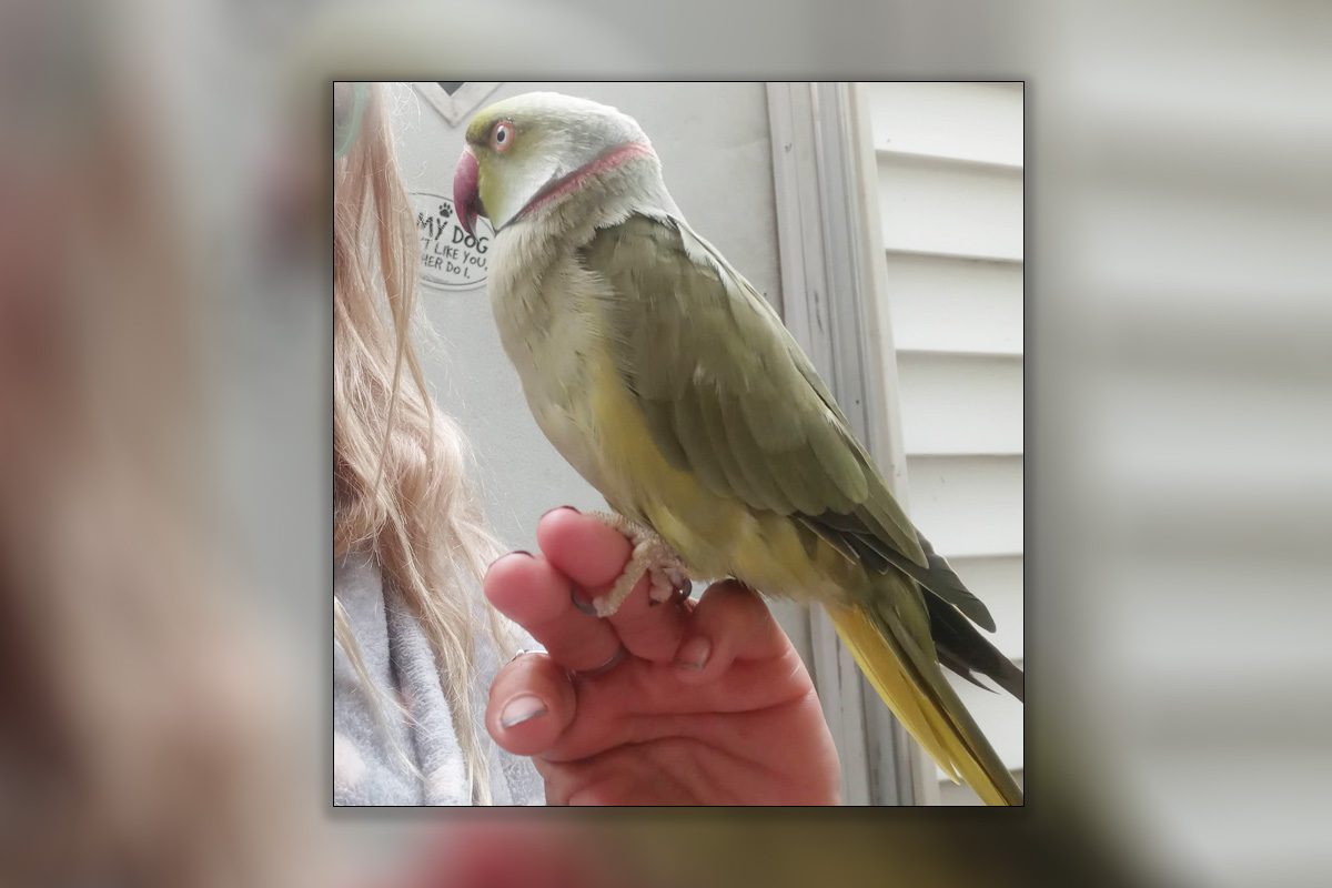 Owner of missing bird: 'My hopes are draining' | Navarre Press