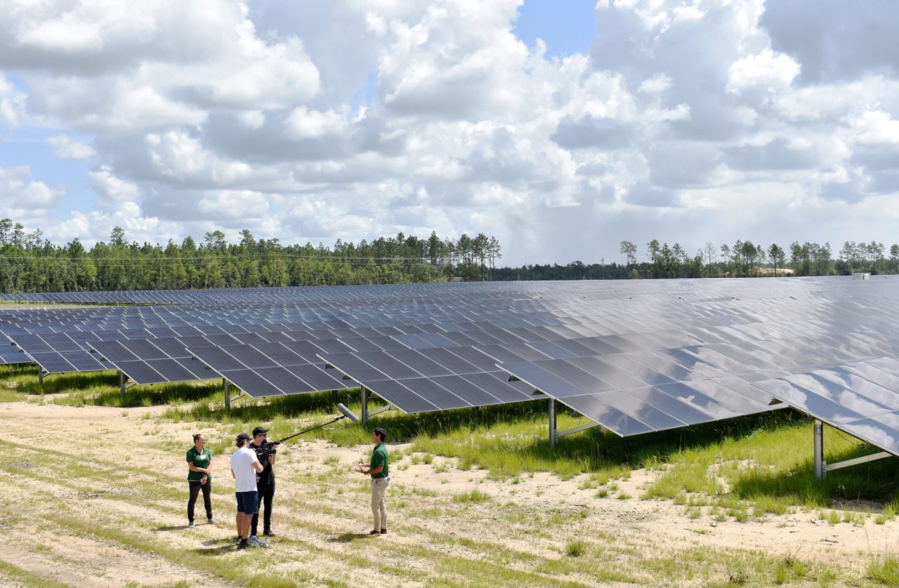 ‘Perfect collaboration’: Sheep to help manage solar farm’s vegetation ...