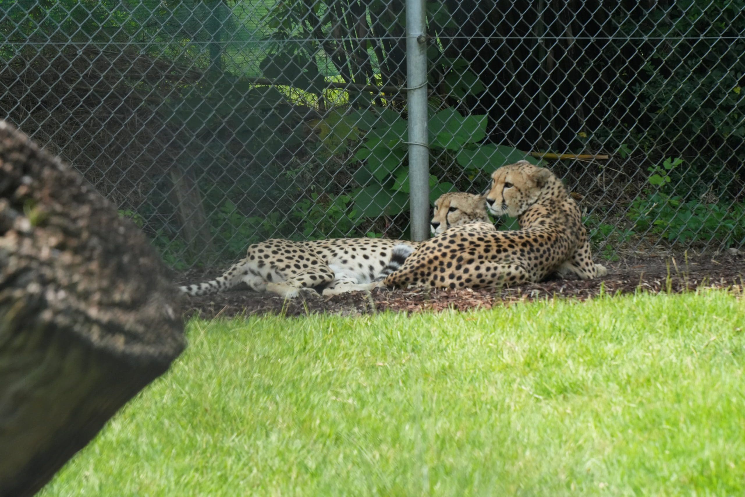 Two cheetahs spotted at Gulf Breeze Zoo, first in zoo's history ...