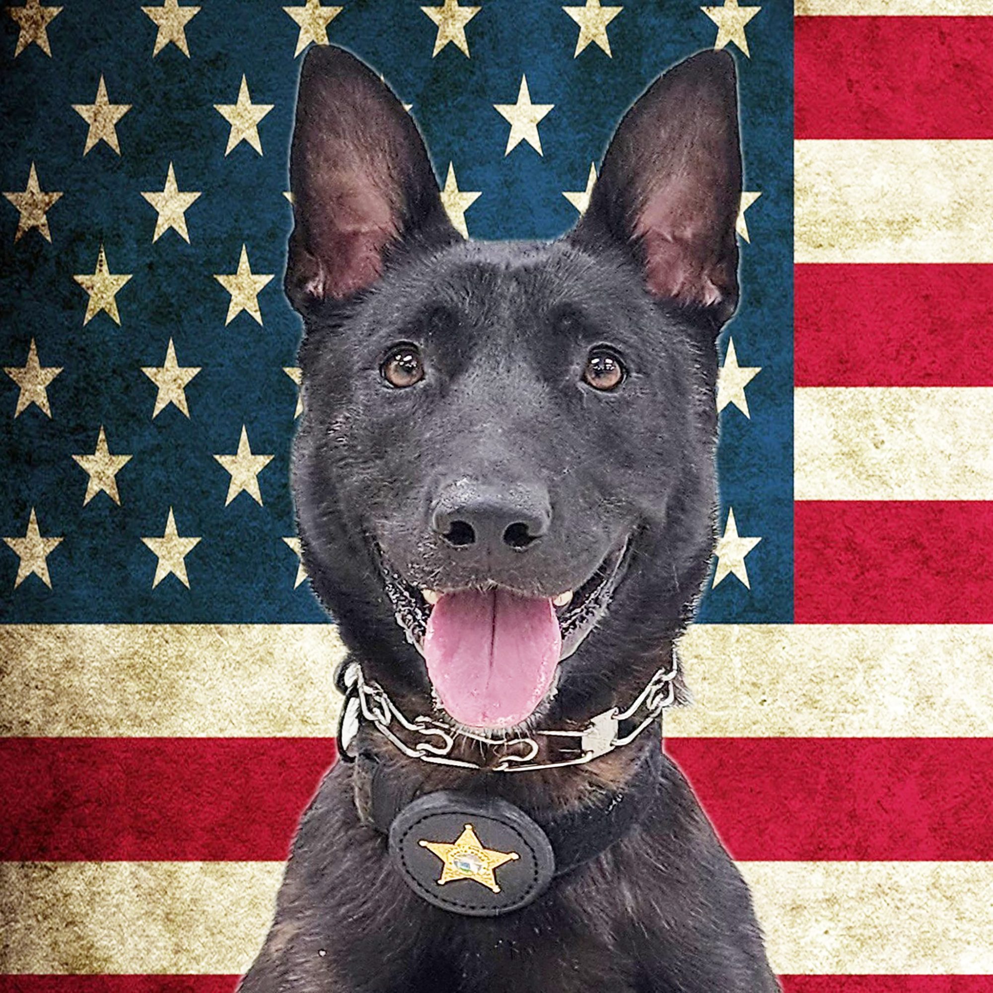 Sheriffs Office K9s Raider And Vixen To Receive Donation Of Body Armor