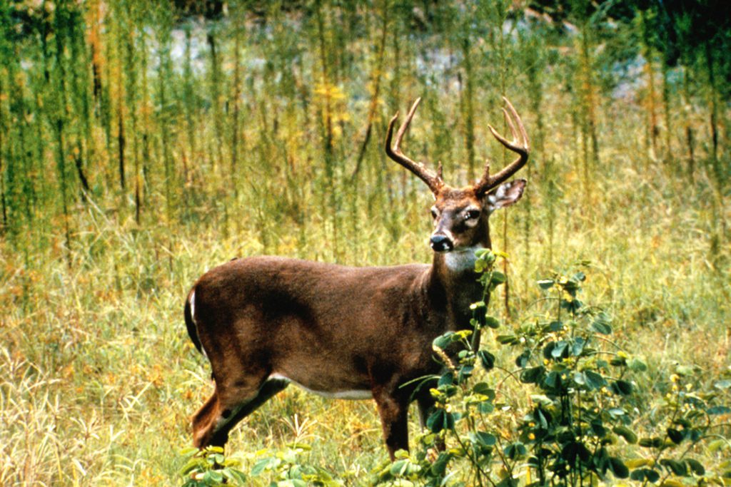 FWC proposes changes to deer hunting | Navarre Press