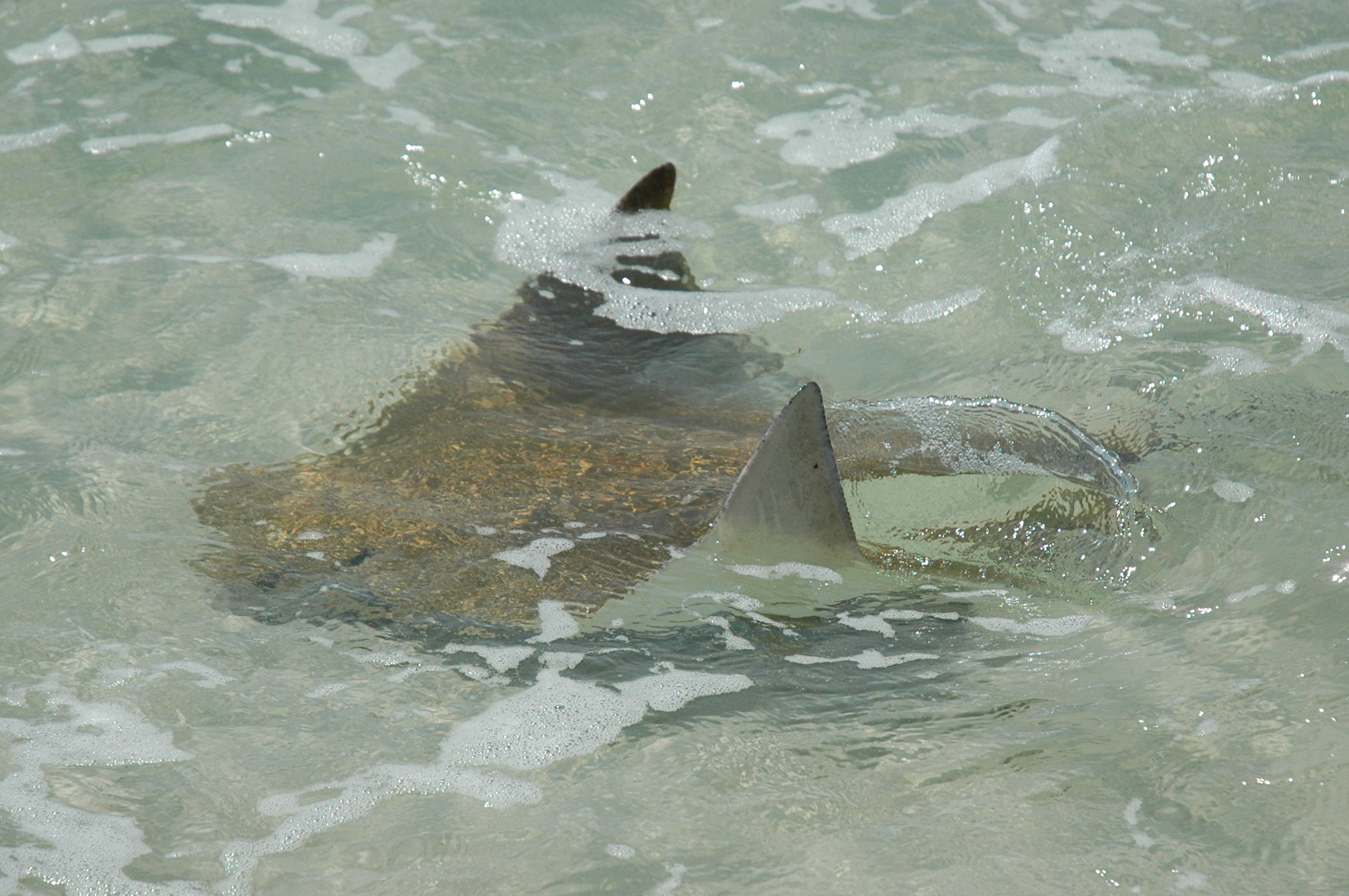 “Stingray shuffle” can prevent painful memories | Navarre Press