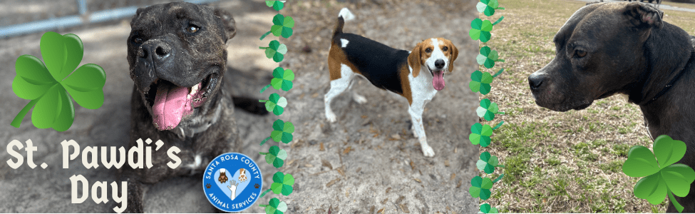 Santa Rosa County Animal Services waive adoption fees for St. Pawdi's ...