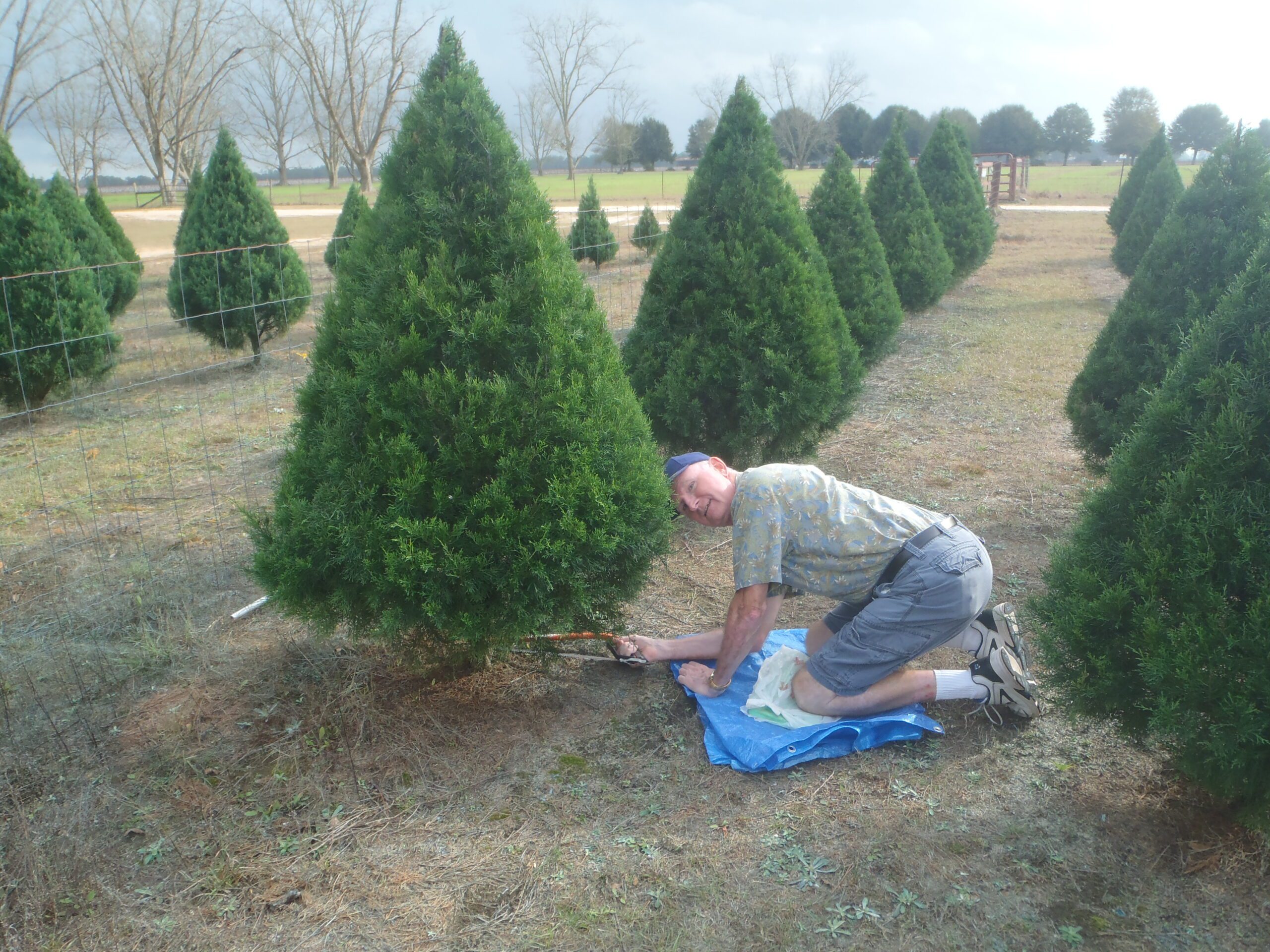 Cut Your Own Christmas Tree For A Fresh Approach Navarre Press