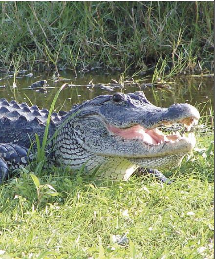 Getting along with gators | Navarre Press