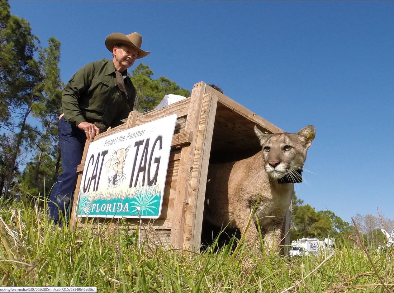 Florida panther returned to the wild | Navarre Press
