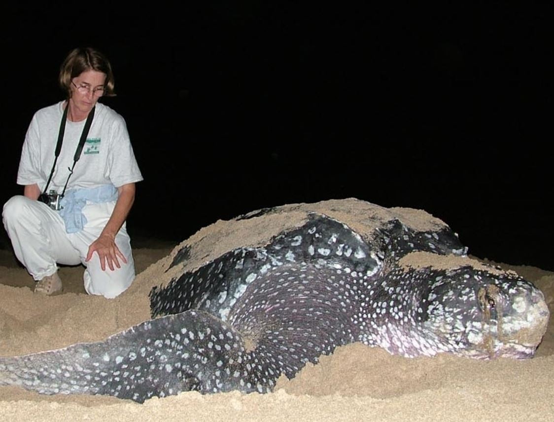 Sea turtle group honors FWC biologist | Navarre Press