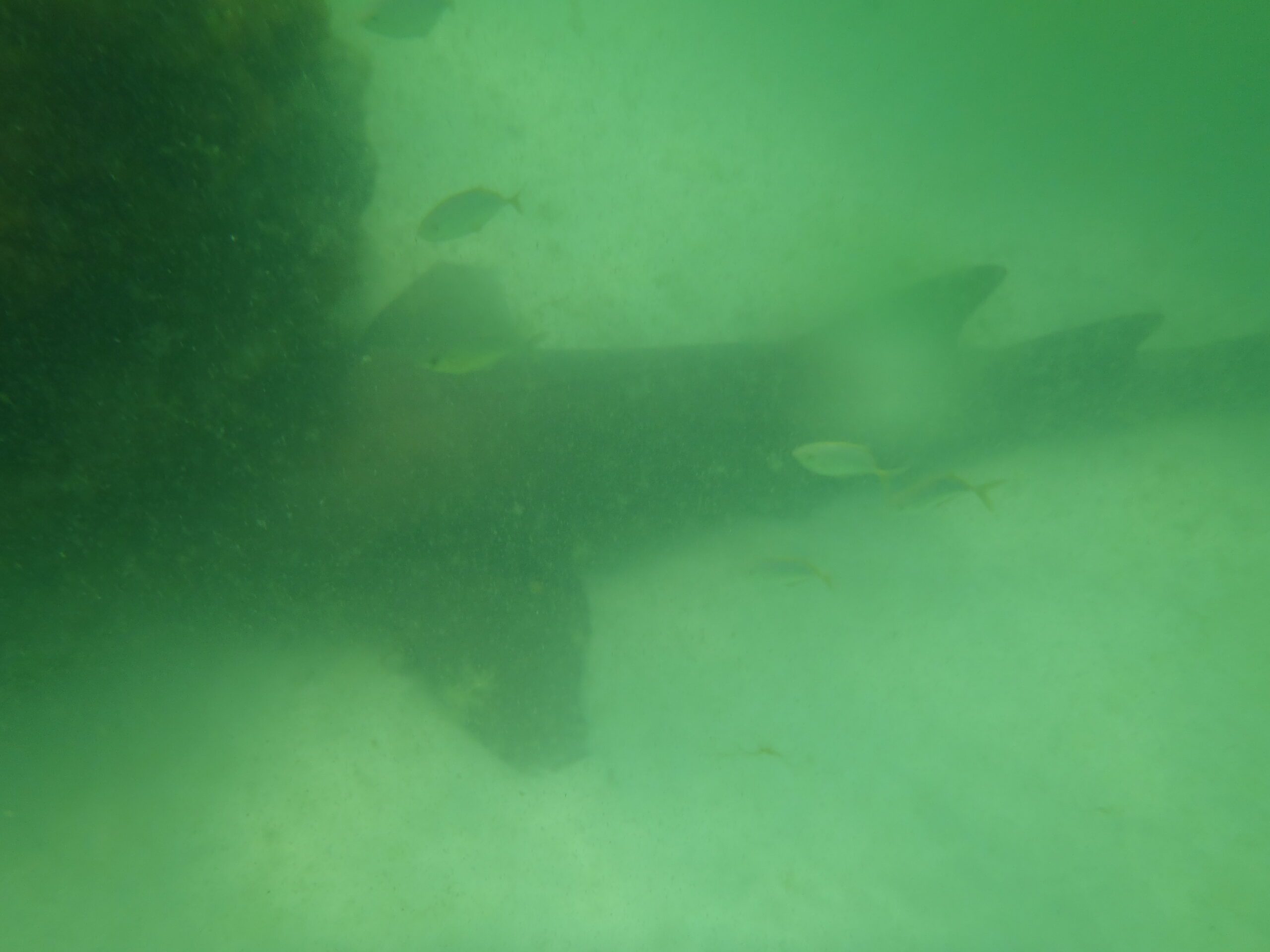 Lucky shark | Navarre Press