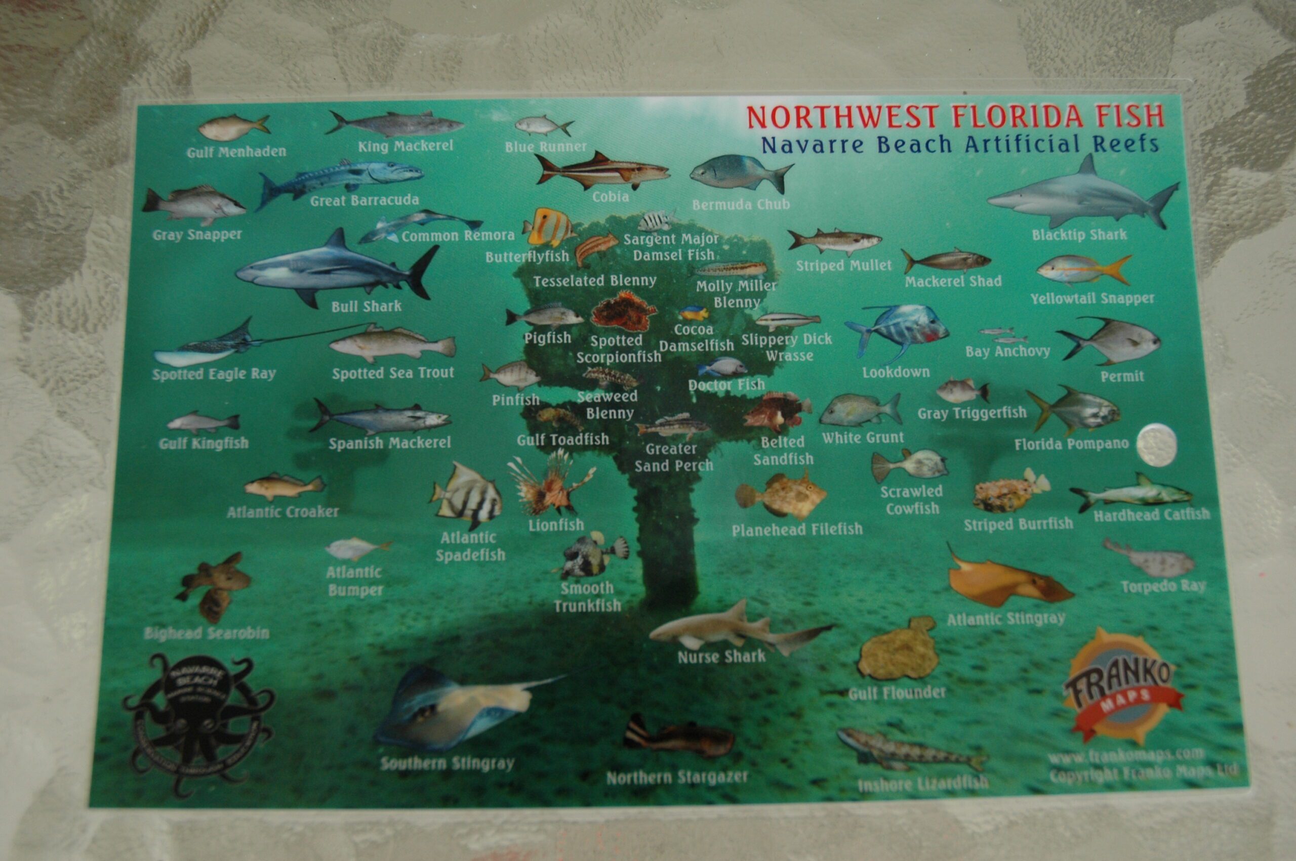 Reef life identification cards a helpful tool | Navarre Press