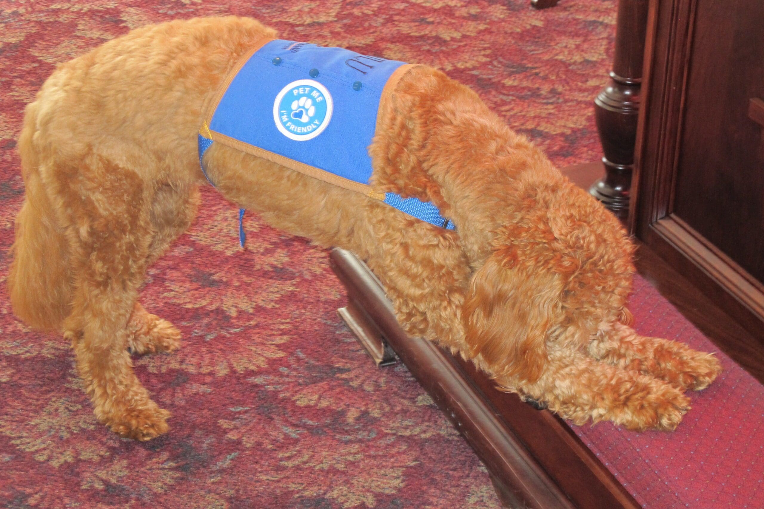 Funeral homes increasingly using dogs to comfort mourners | Navarre Press