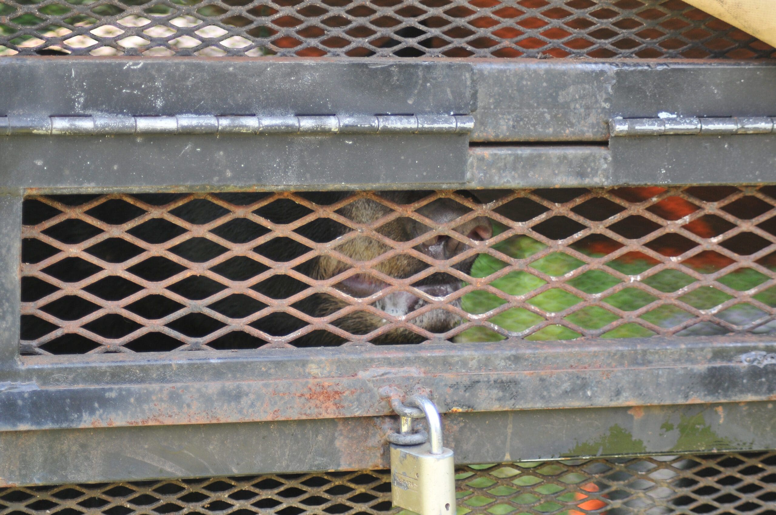 Bear captured in Navarre | Navarre Press
