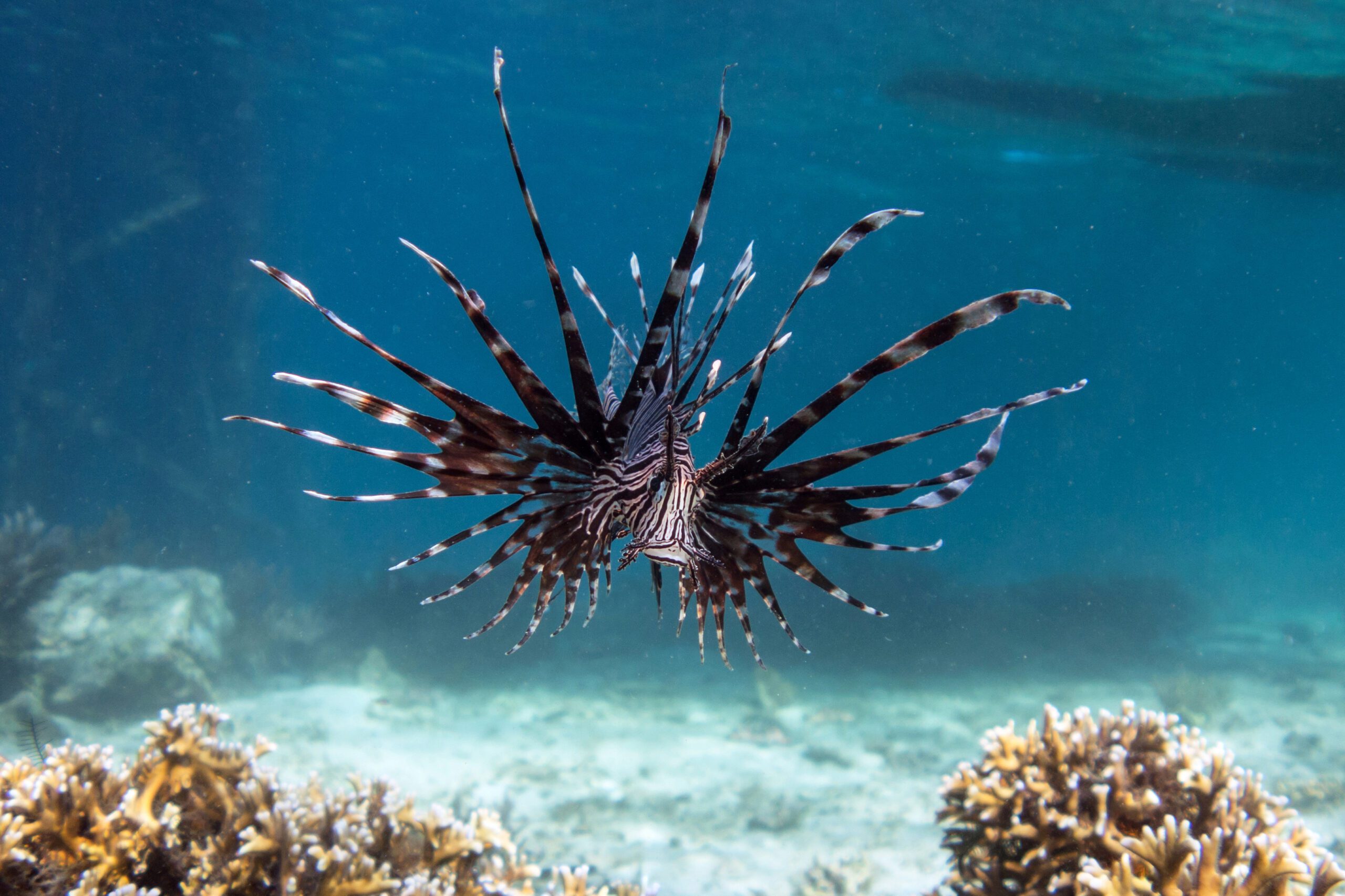 Scientific efforts key to controlling lionfish problem | Navarre Press