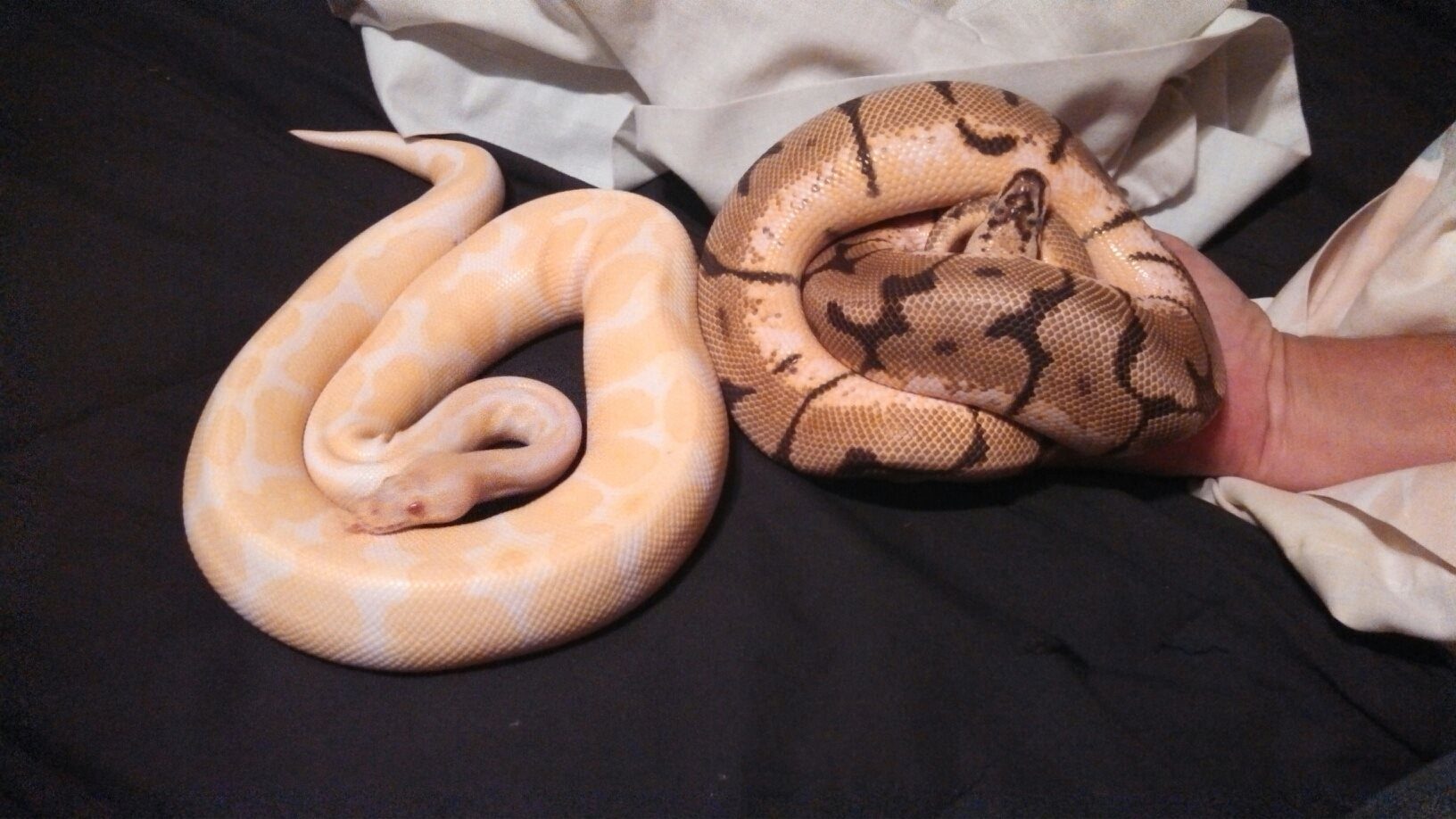 Ball pythons: Good beginner reptile with variety of looks | Navarre Press