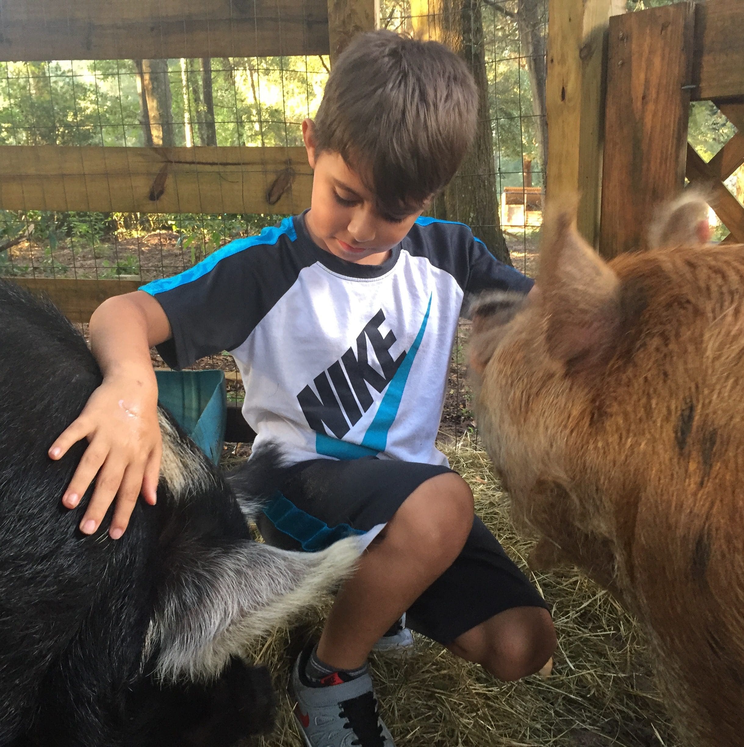 Four little piggies get to stay home | Navarre Press