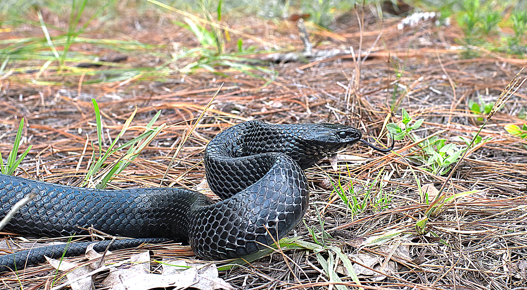 Seen an eastern indigo snake? Report it to FWC ‘Snake Watch’ | Navarre ...