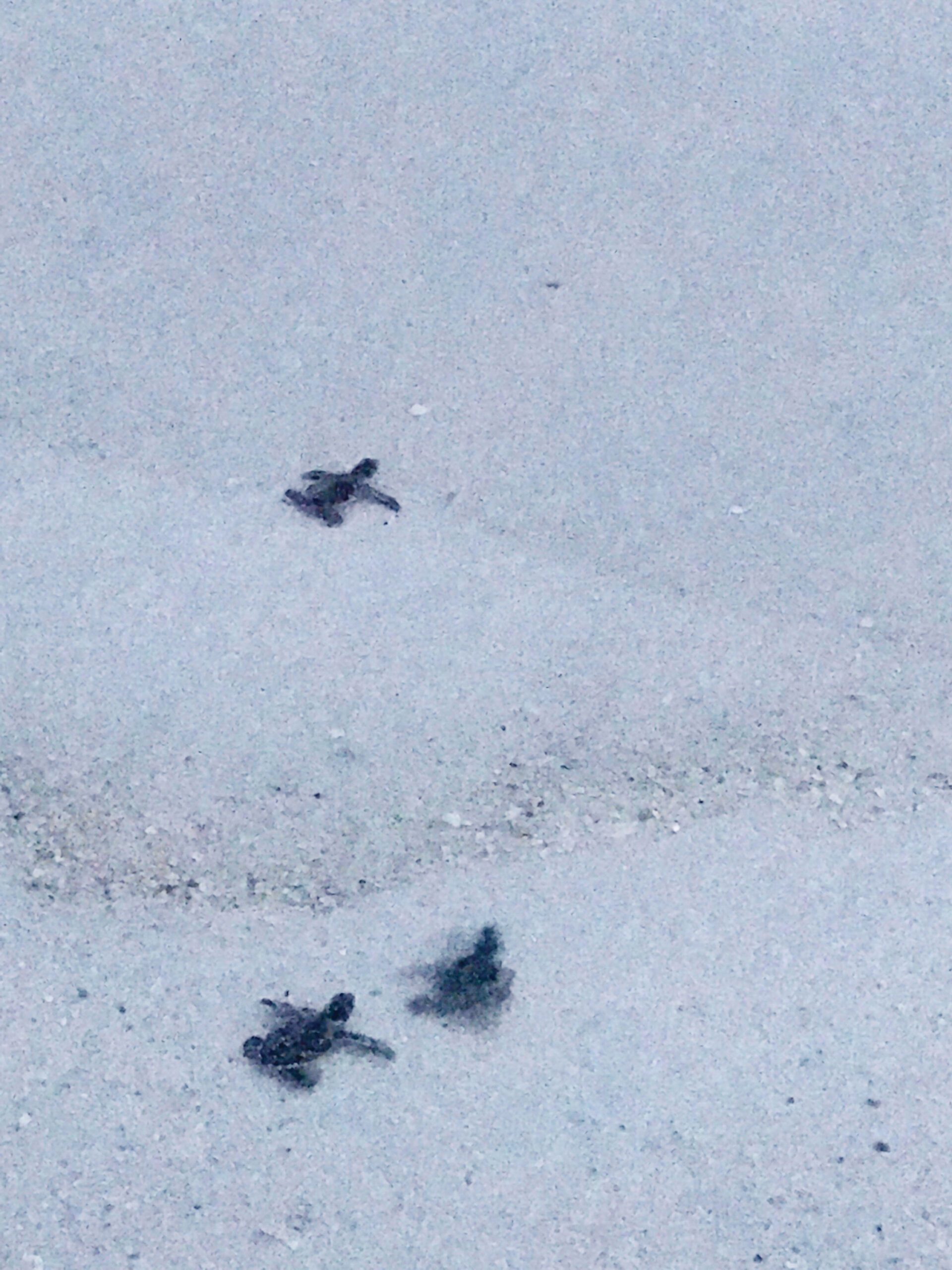 Turtle hatching season nears record success | Navarre Press