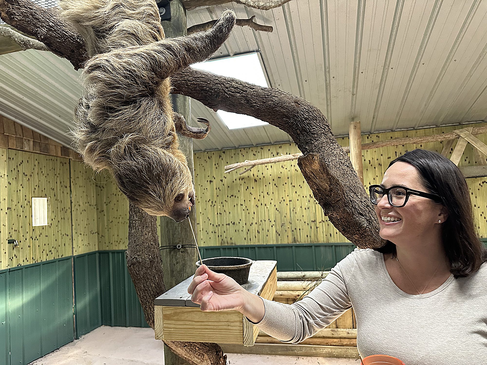 Zoo moves sloths, building larger budgie aviary | Navarre Press
