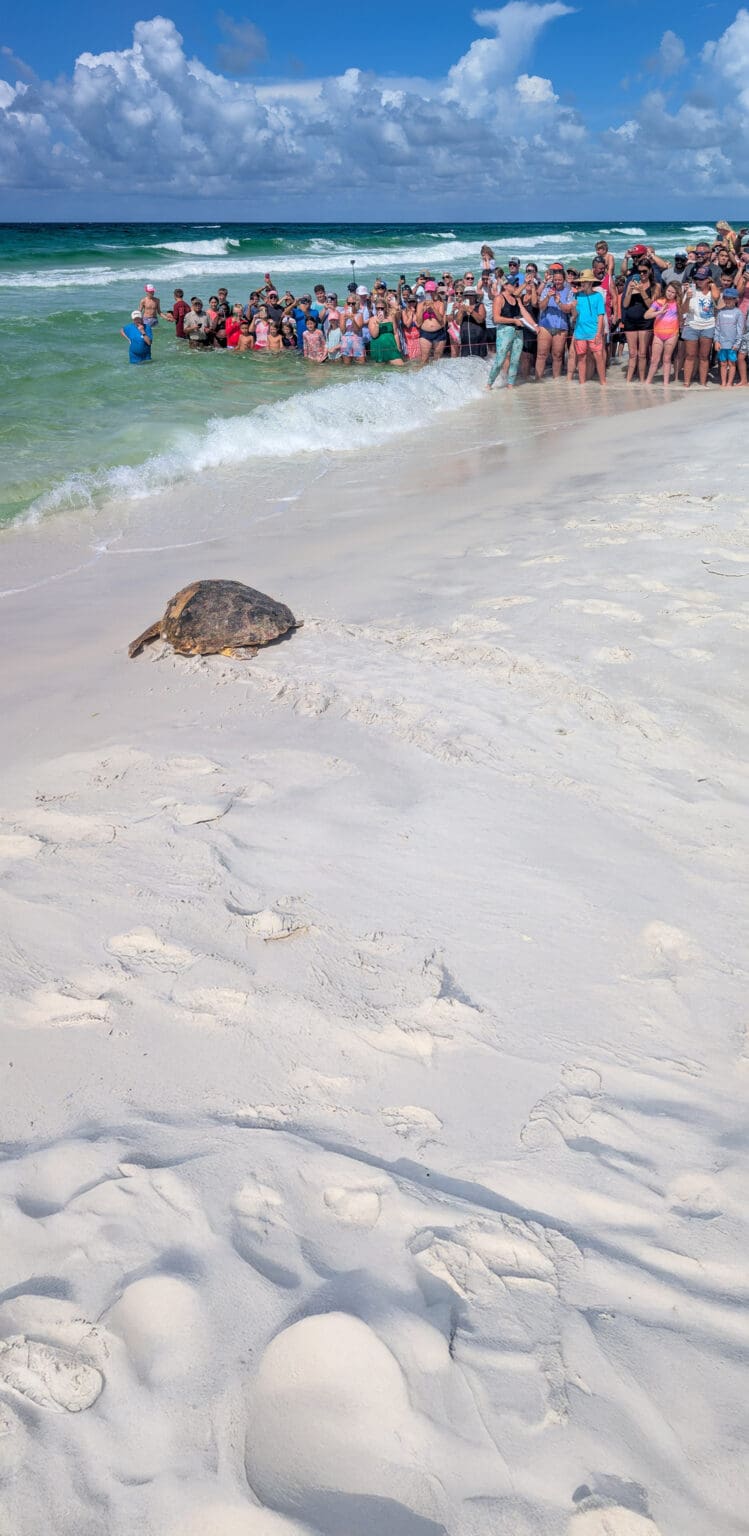 Eight sea turtles released from Gulfarium C.A.R.E. Center | Navarre Press