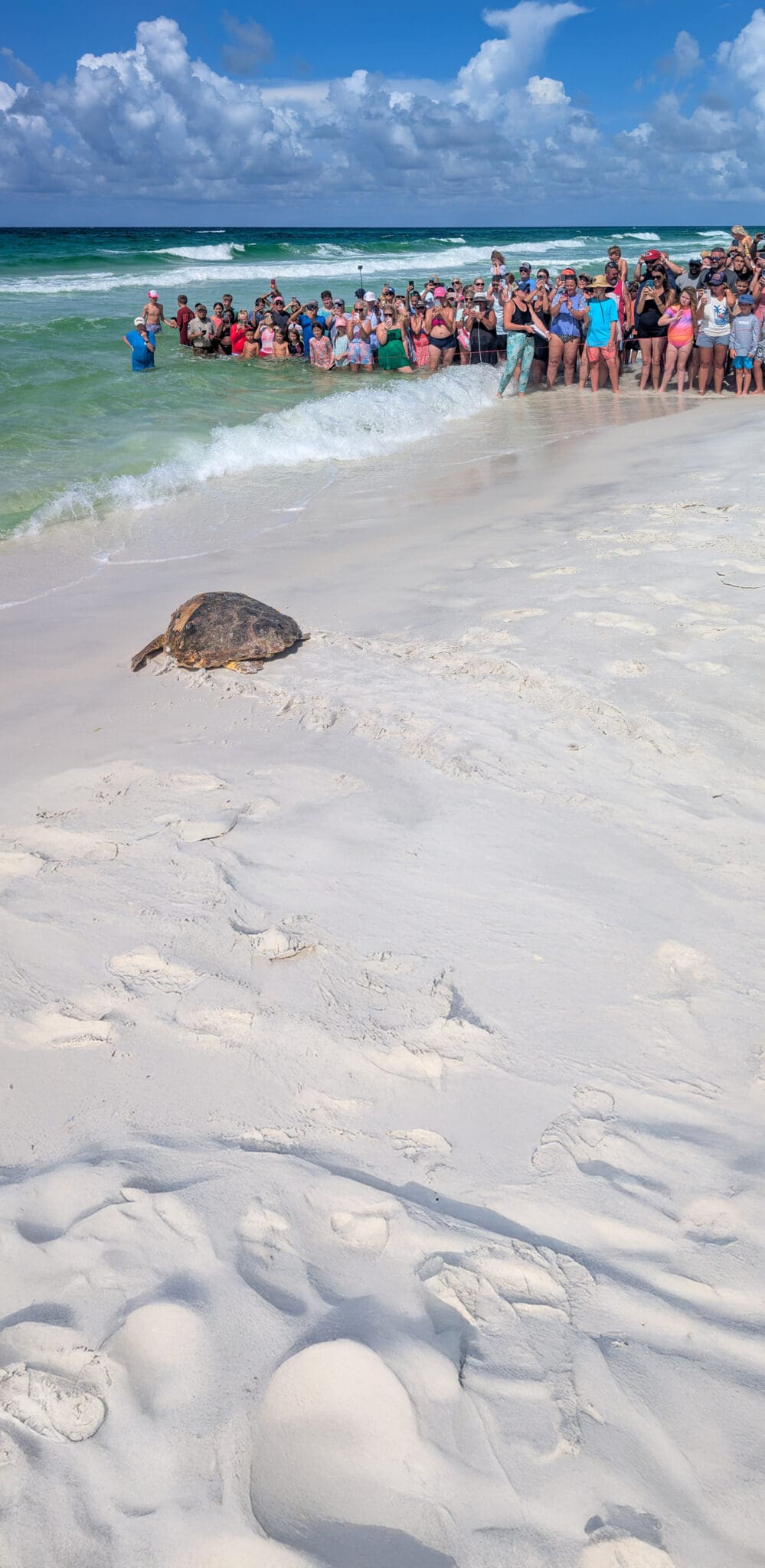 Eight sea turtles released from Gulfarium C.A.R.E. Center | Navarre Press