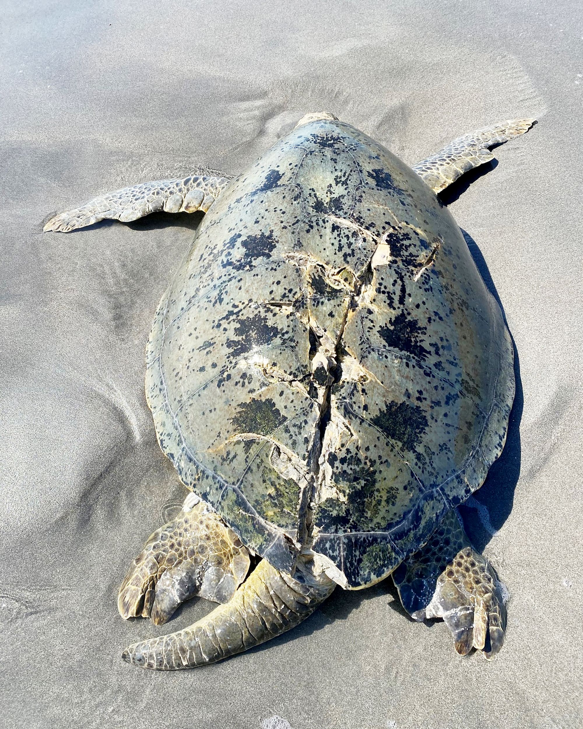 New study reveals prevalence of boat strikes on sea turtles | Navarre Press
