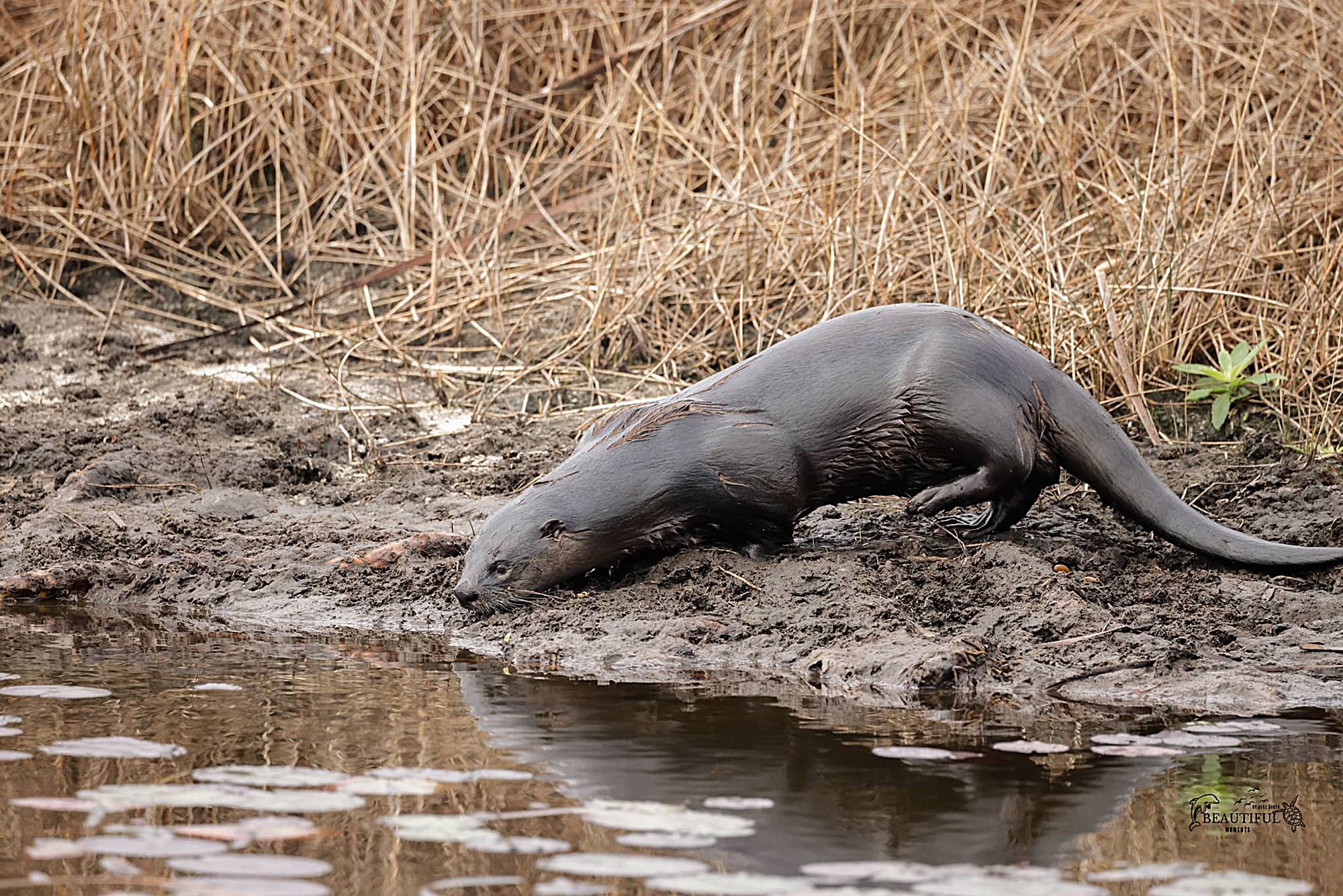 Otter spotting in Annie’s Basin highlights furry apex predator ...
